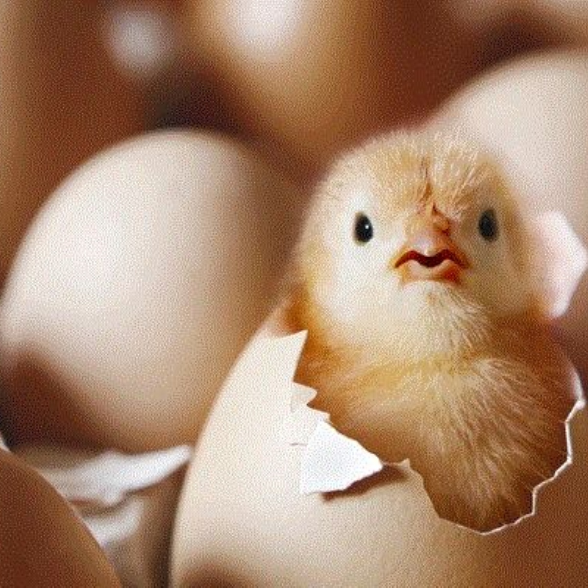 Whitehall Nursery and Infant School - Our First Chick!